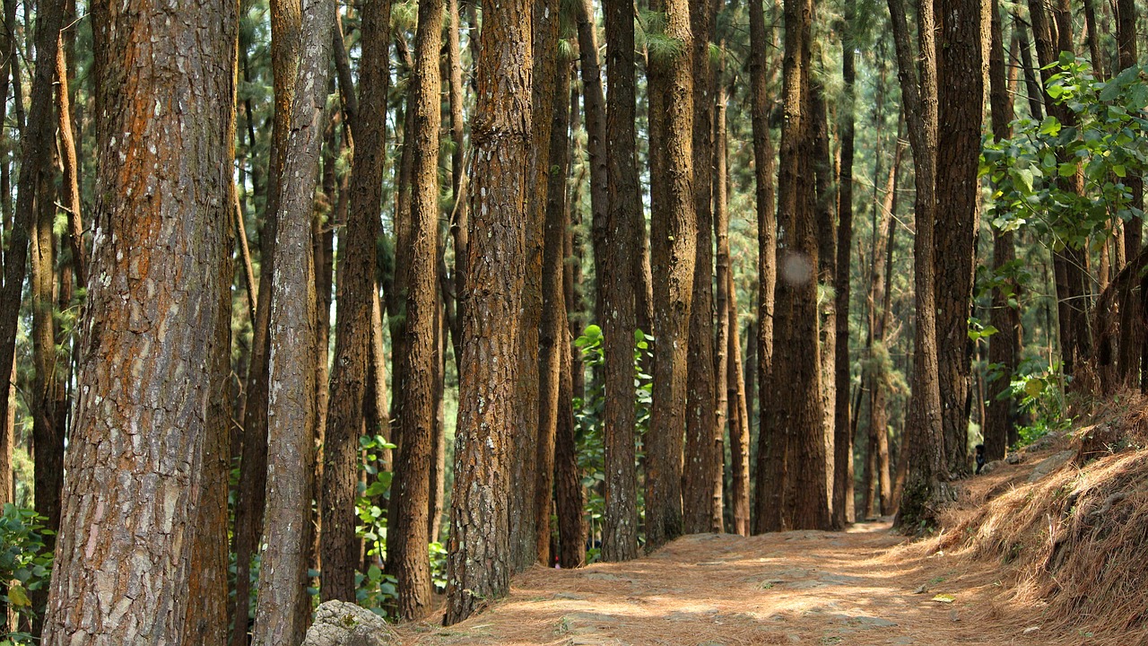 Vagamon Tour Packages